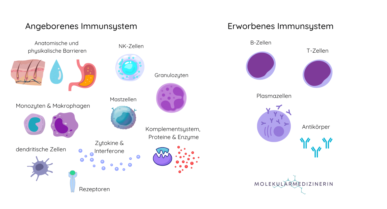 So arbeitet das Immunsystem - Die Basics unserer Abwehr | Histameany